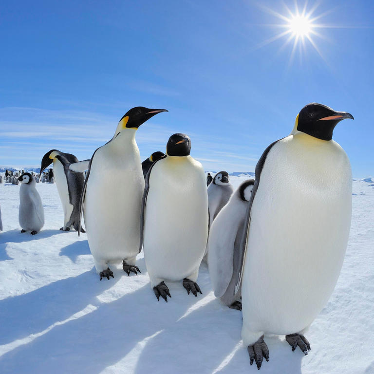 Emperor penguins in focus as Antarctica talks start in Japan