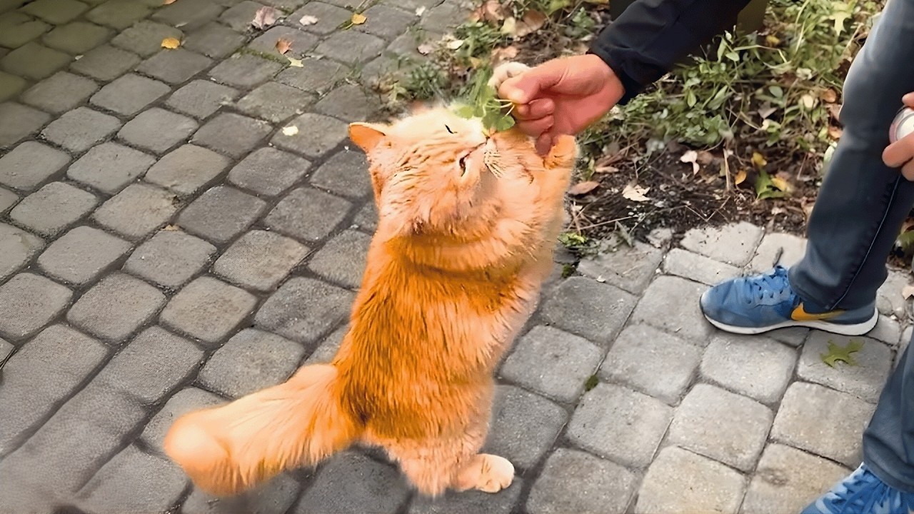 This Stray Cat Just Showed Up Said: " You Are My Family Now