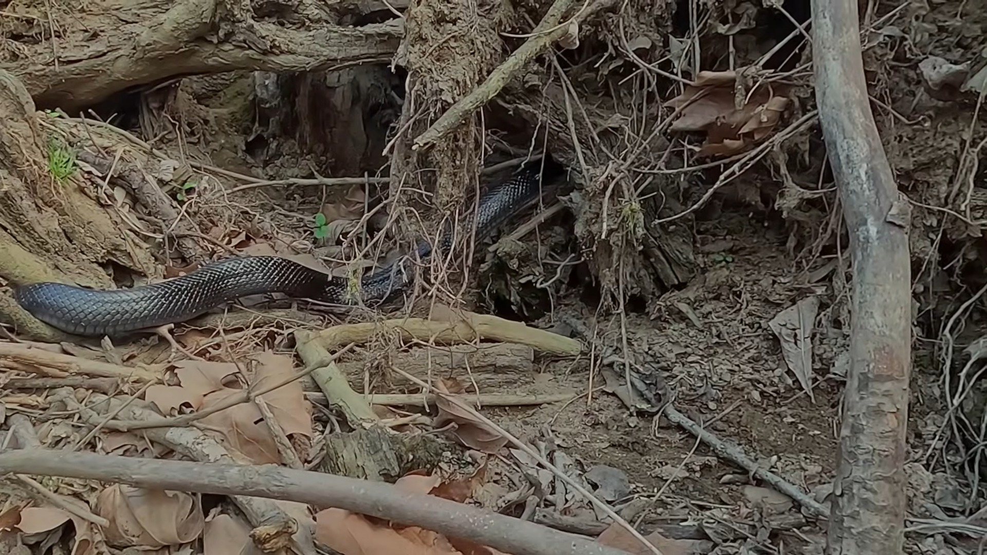 A snake-infested riverbank hid a Confederate bullet from a real battlefield