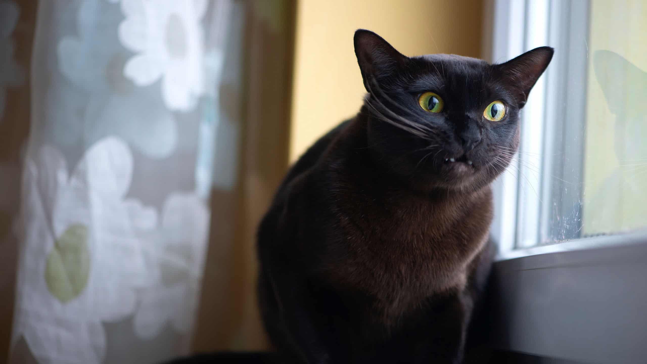 15 longest living cat breeds, according to an expert