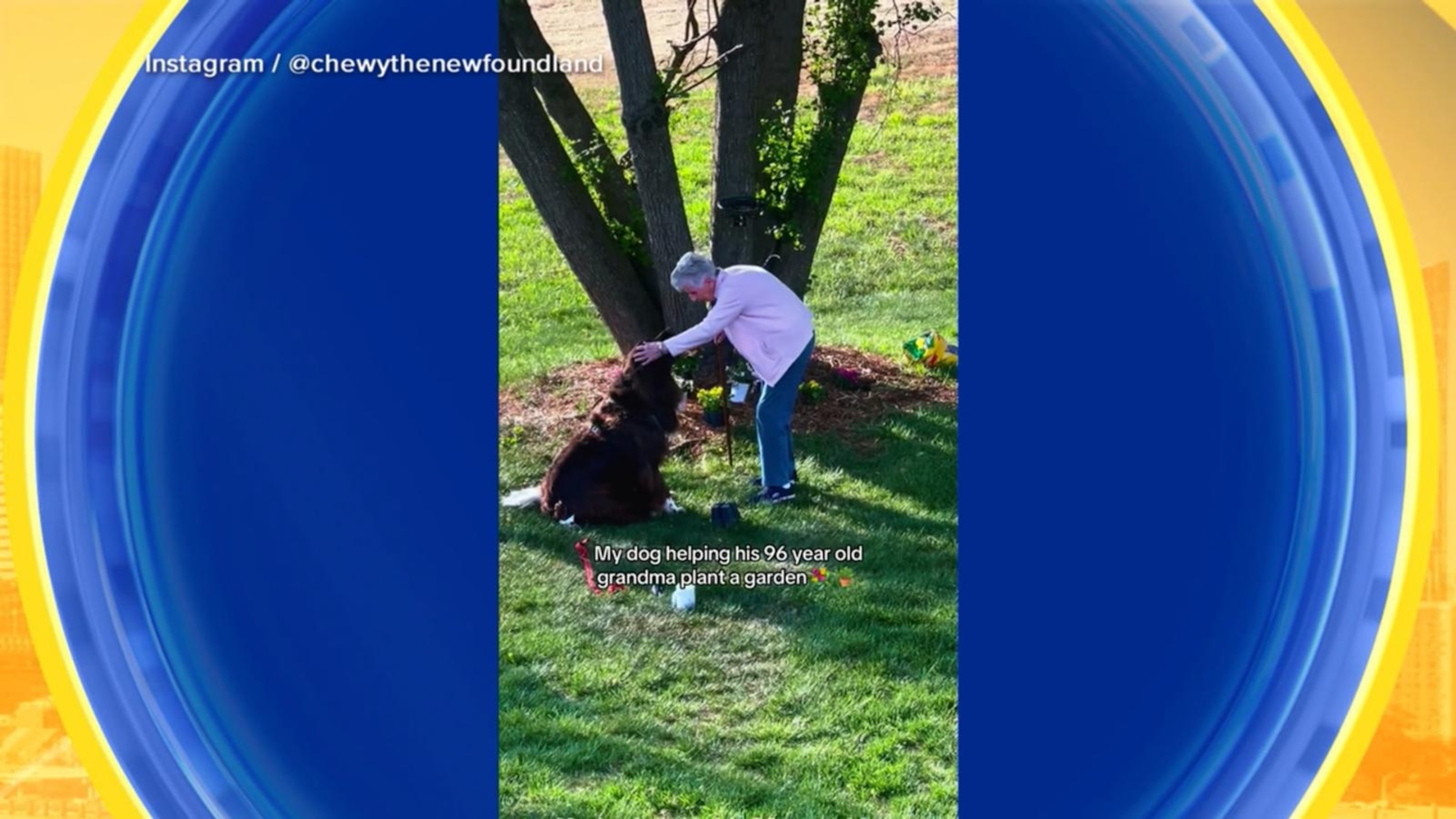 Dog helps his grandma in the garden