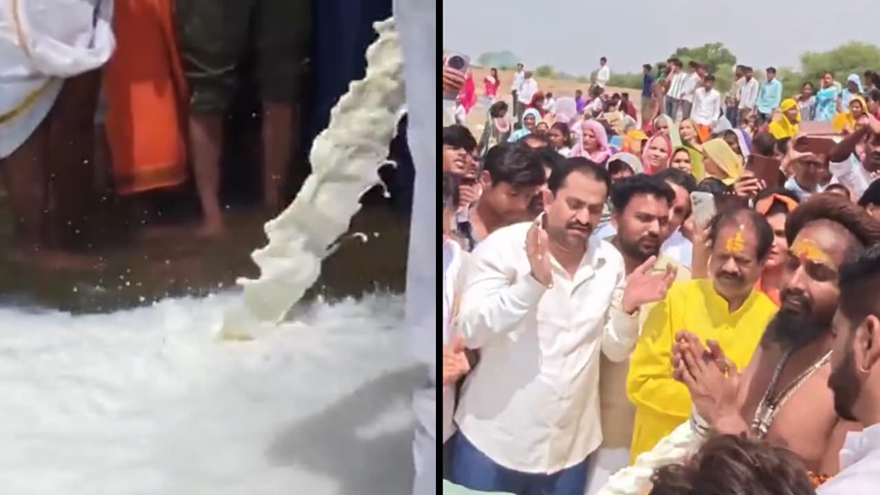 Viral video shows 11,000 litres of milk being poured into Narmada River ...