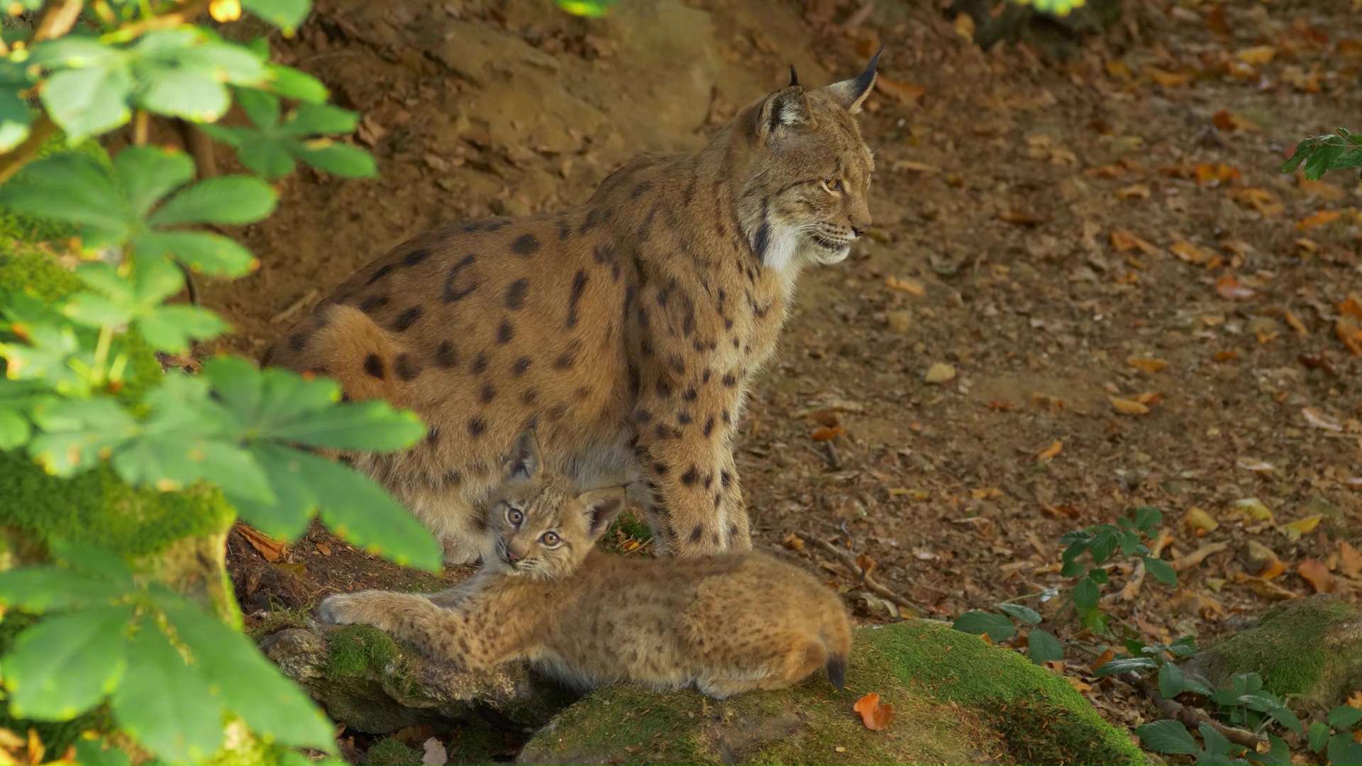 Lince vigila mientras mantiene seguro a su cachorro