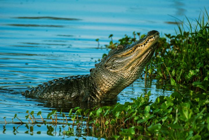 10 animals in Florida you don't want to encounter