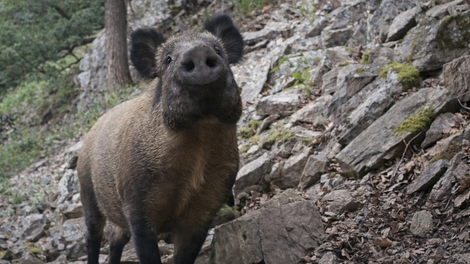 Hidden camera captures a wild boar inspecting the lens