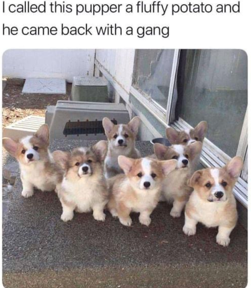 A daring dump of dopamine from 24 heartwarming doggo memes