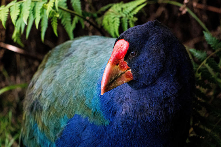 Prehistoric bird shocks experts with return to New Zealand after going ...