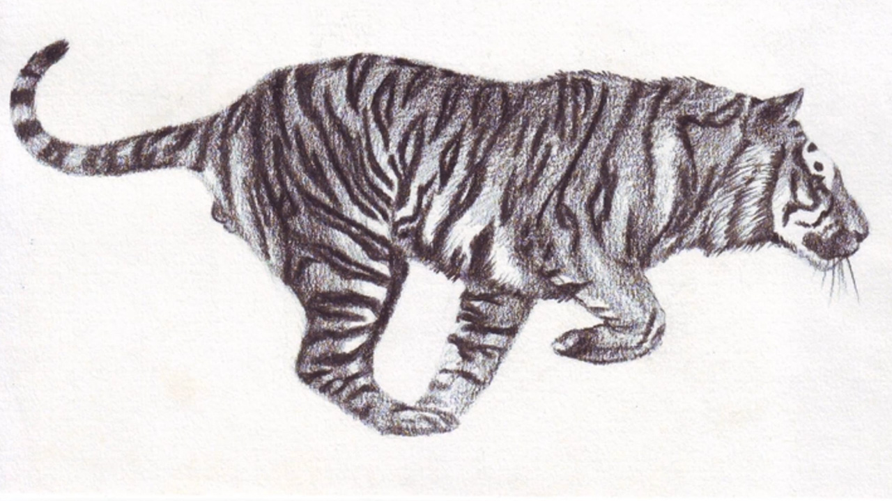 Create incredible running tiger portraits using easy drawing techniques