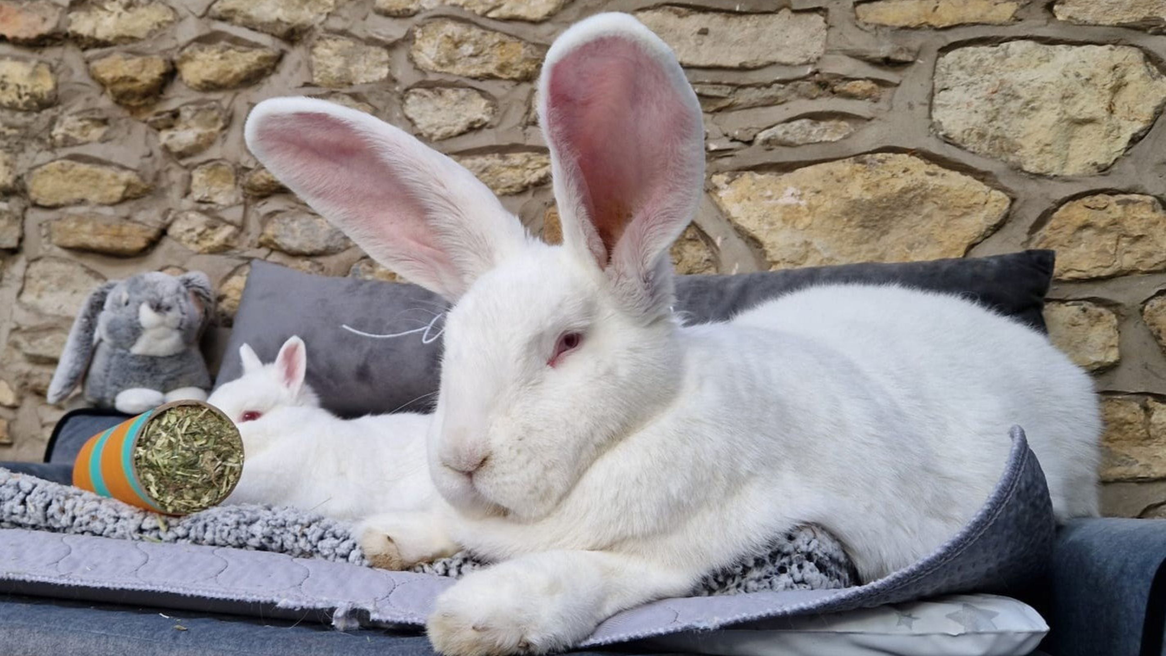 Un lapin géant a sa propre chambre et sa compagne se blottit sous ses ...