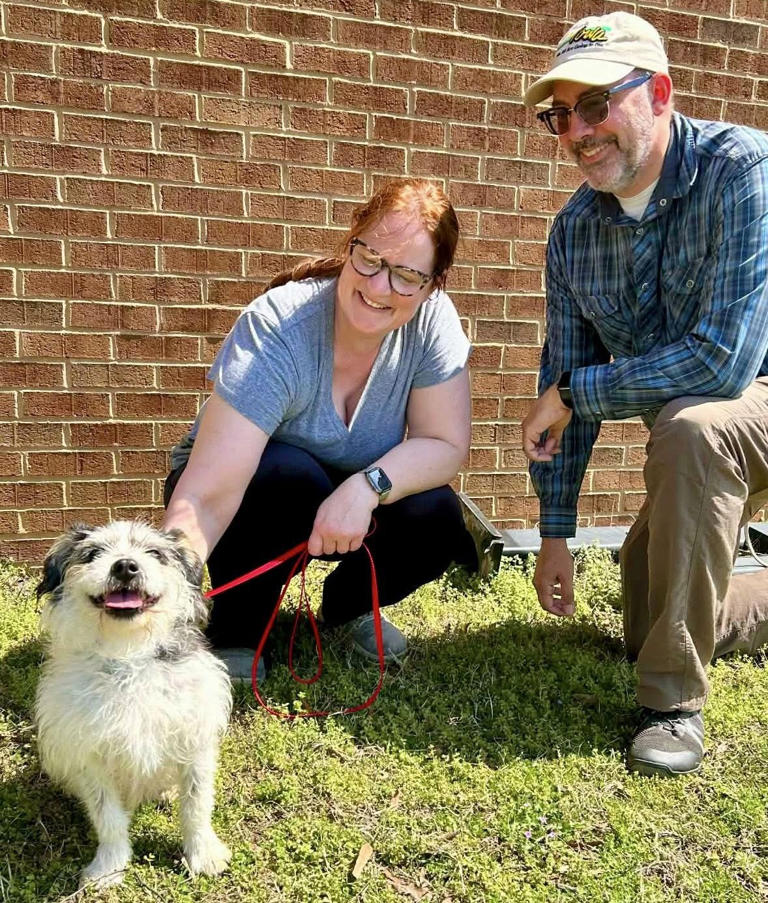 Dog roaming highway is rescued after construction crew feeds her and ...