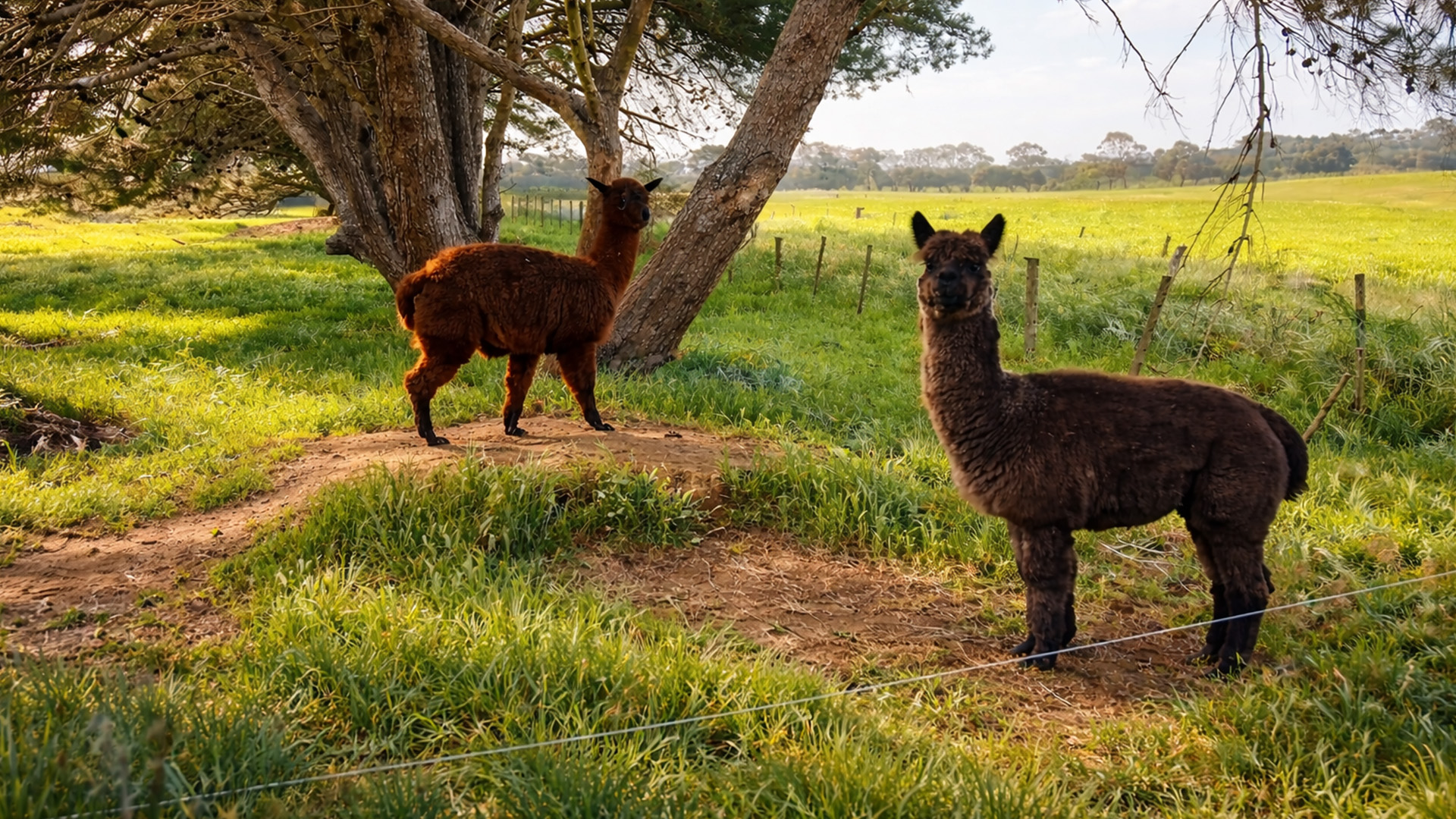 What are these cute animals in Australia?