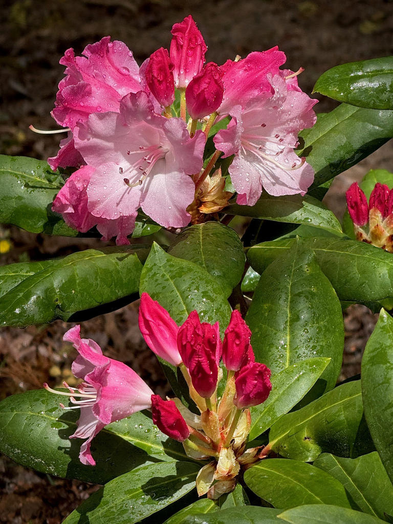 On gardening: Dandy Man Color Wheel is a garden dream come true