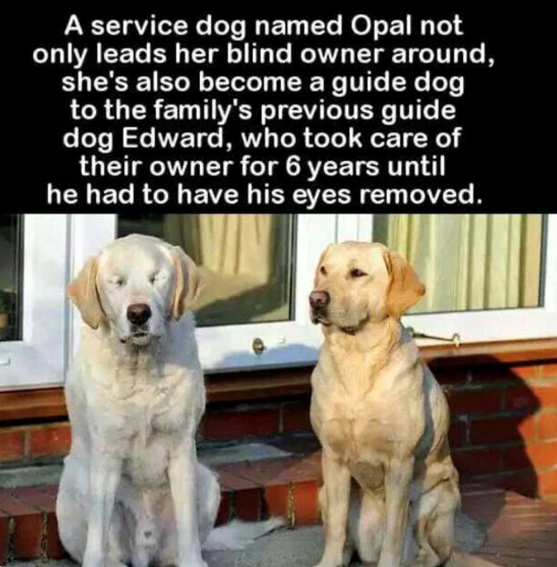 A daring dump of dopamine from 24 heartwarming doggo memes