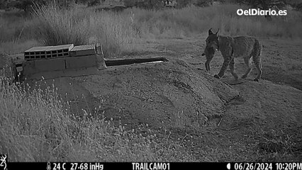 Un lince hembra baña a una presa antes de dársela a una cría