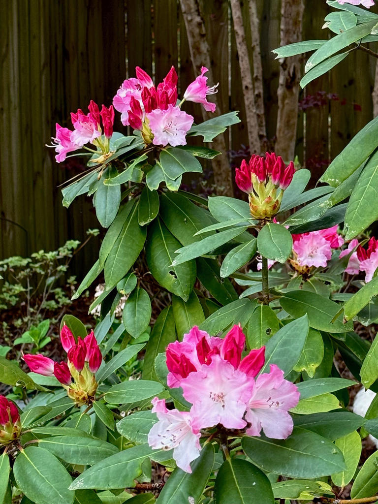 On gardening: Dandy Man Color Wheel is a garden dream come true