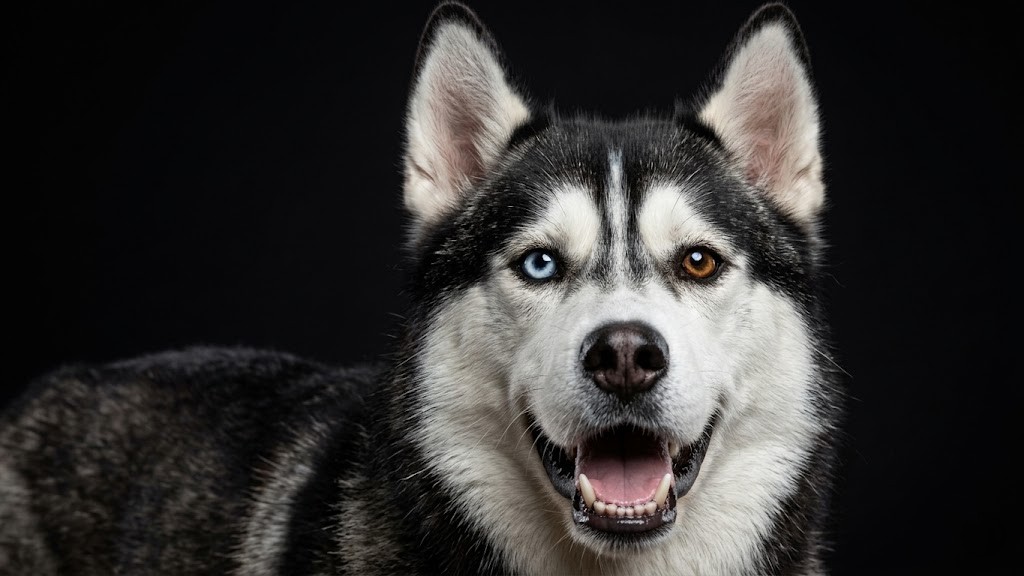 Dieser „Hund“ im Bild war keiner - und er sprach zu ihr