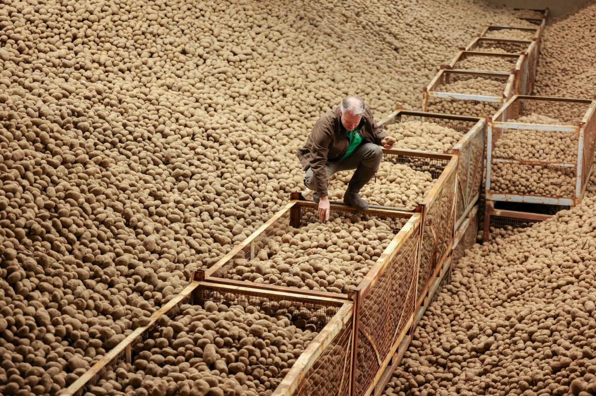 Kartoffelbauern unter Druck: „Bevor ich sie in die Biogasanlage kippe ...