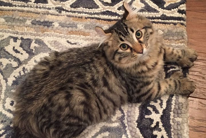 20 unique cats that deserve the spotlight