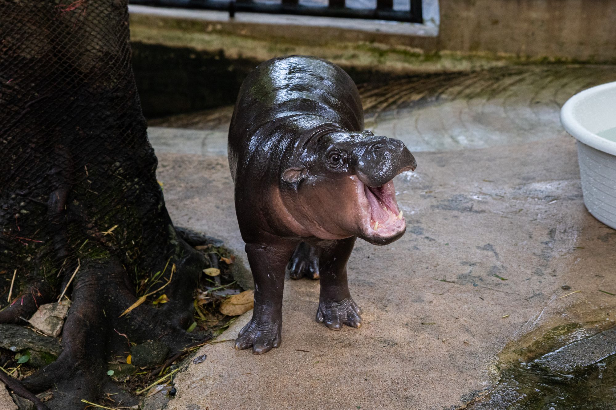 Zoo visitor fined for climbing into viral hippo Moo Deng’s enclosure