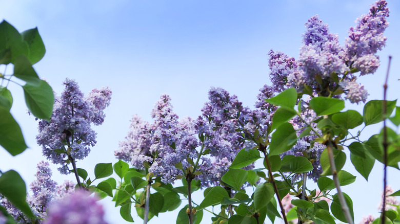 11 trees and shrubs that bloom with beautiful blue flowers