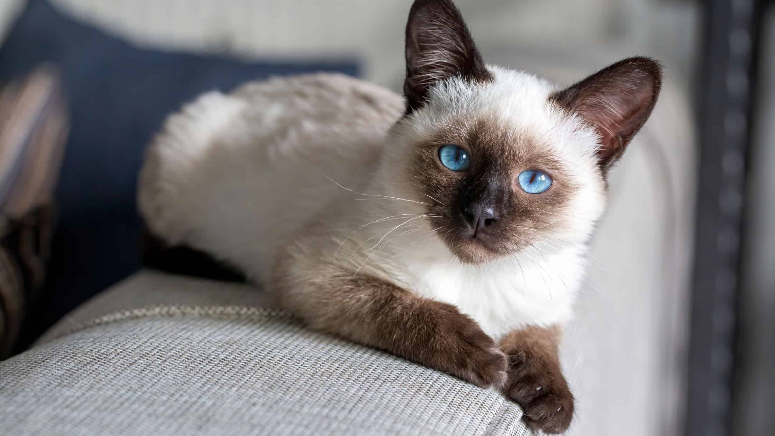 15 longest living cat breeds, according to an expert