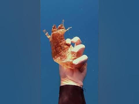a large marine beast approached diver