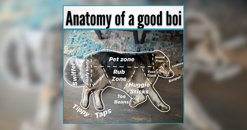 30 good boys and good girls of pupper memes this Thursday