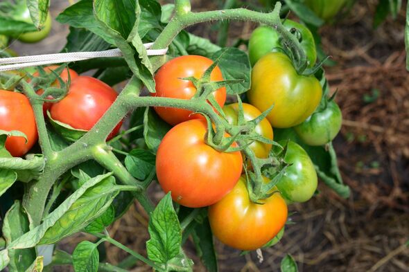 Warning issued to anyone with tomatoes in garden