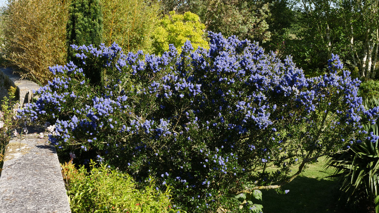 11 trees and shrubs that bloom with beautiful blue flowers