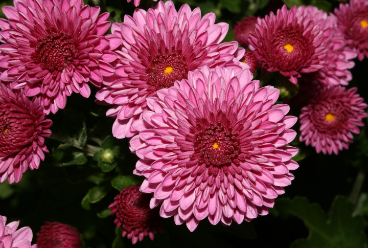 20 feng shui plants that keep the bad energy out