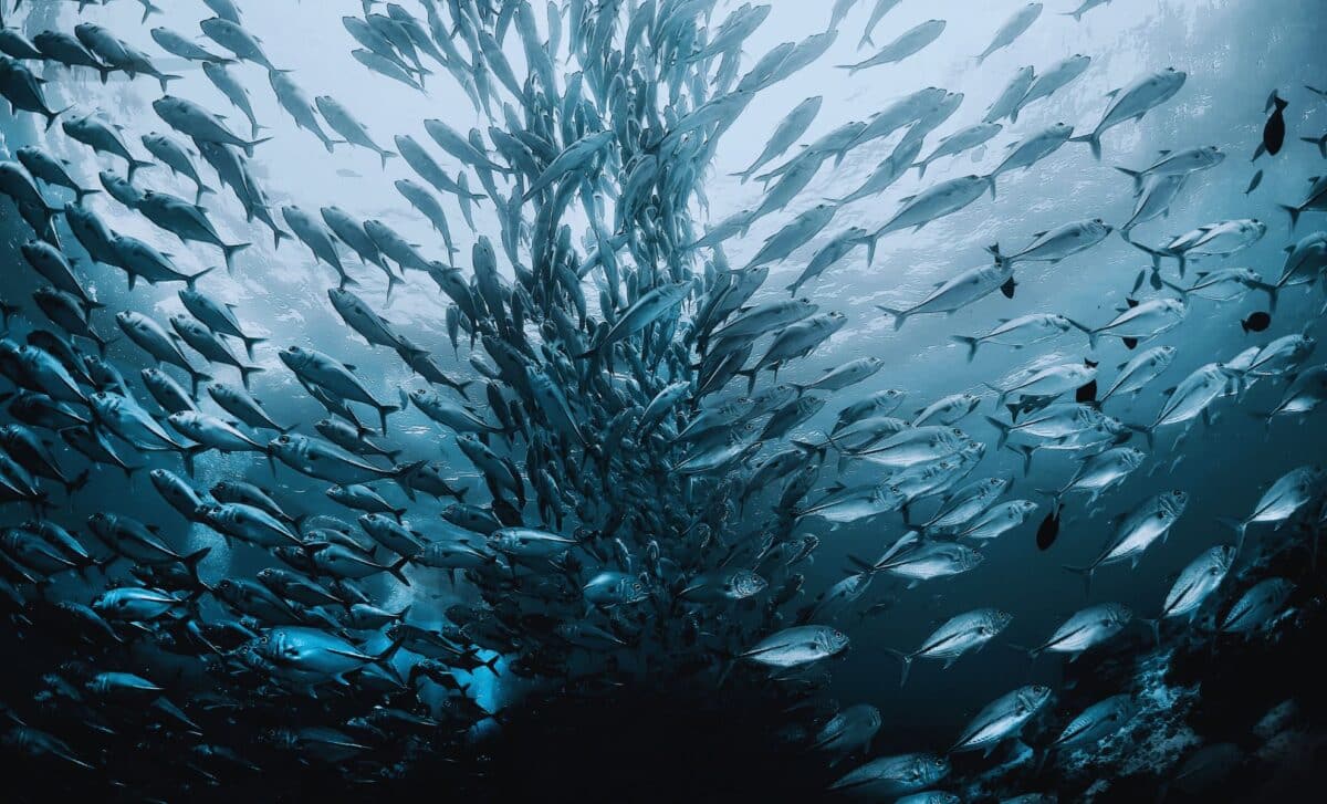 Scientists have just recorded over 10 million fish devoured in record ...