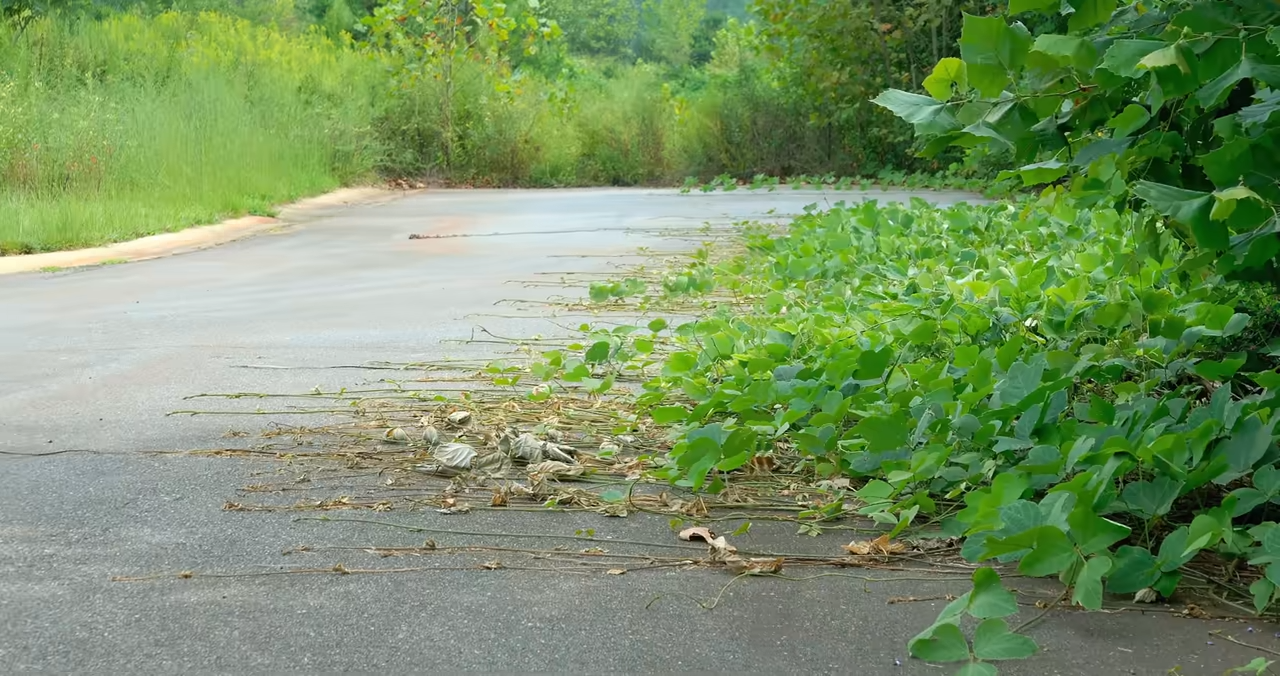 Watch what happens when a plant takes over everything in its path