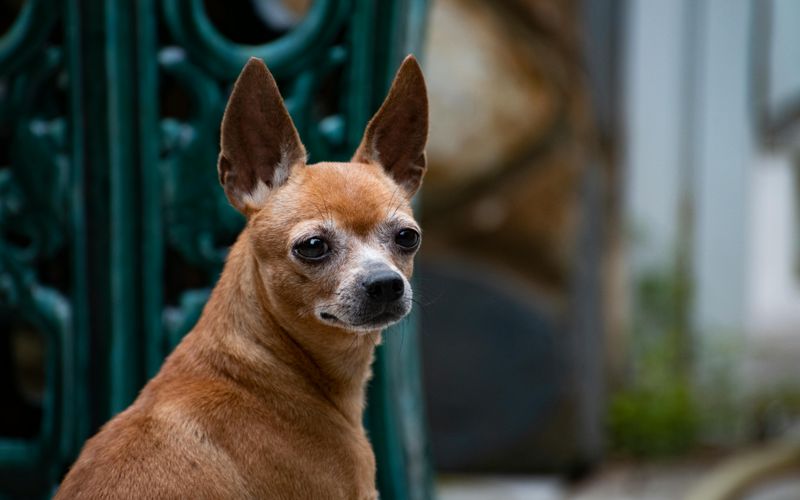 13 small dog breeds with big loyalty and loving personalities