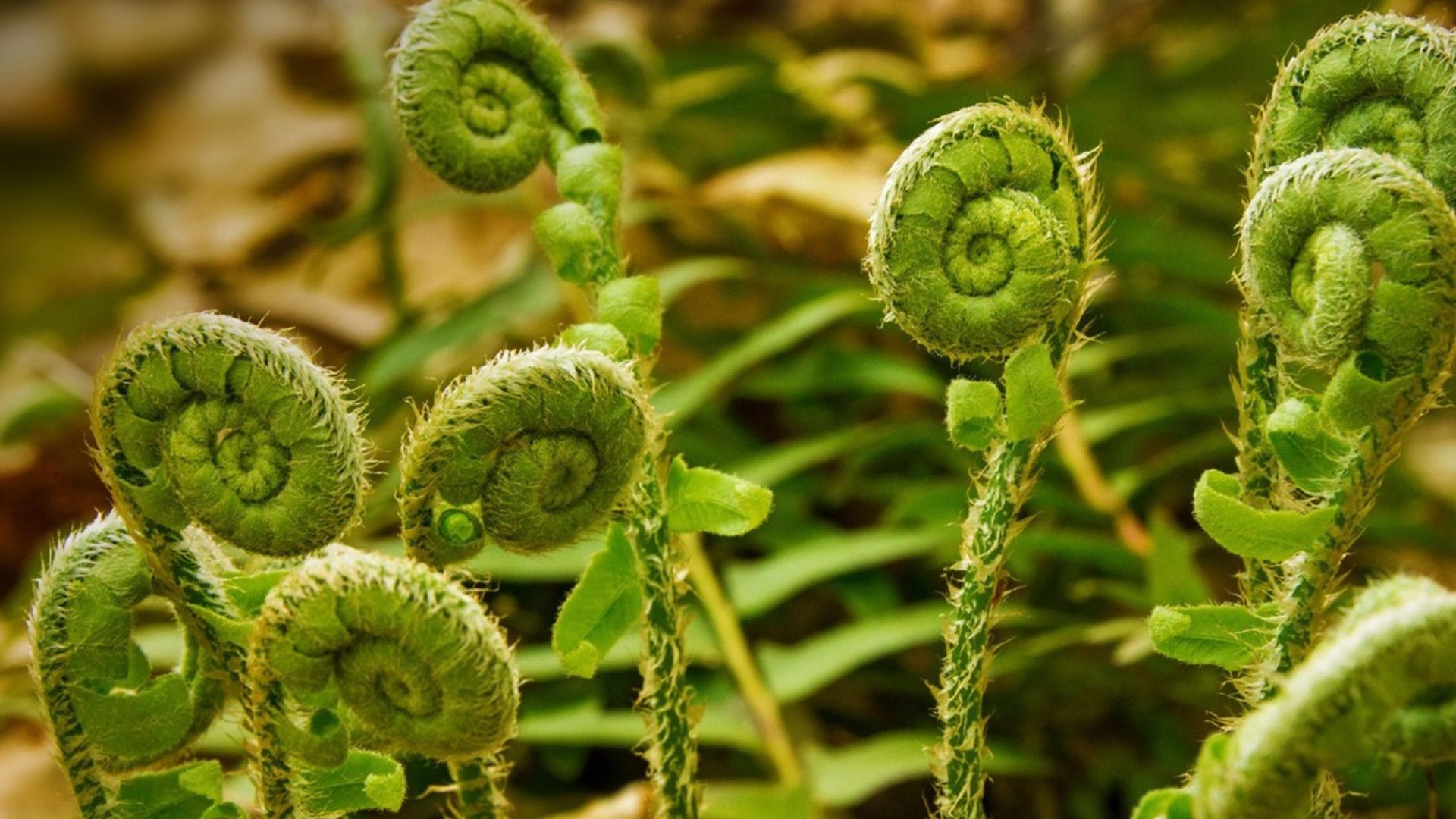Natural structures built around fractal geometry
