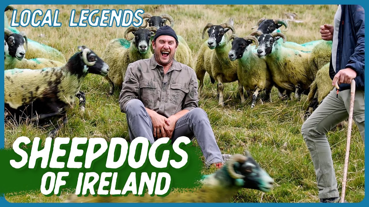 Learn the art of sheepdog training with expert Paddy Fanning