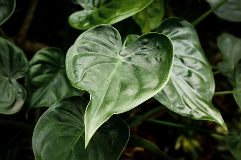 La planta que supera a la lengua de suegra y cada vez más personas ...