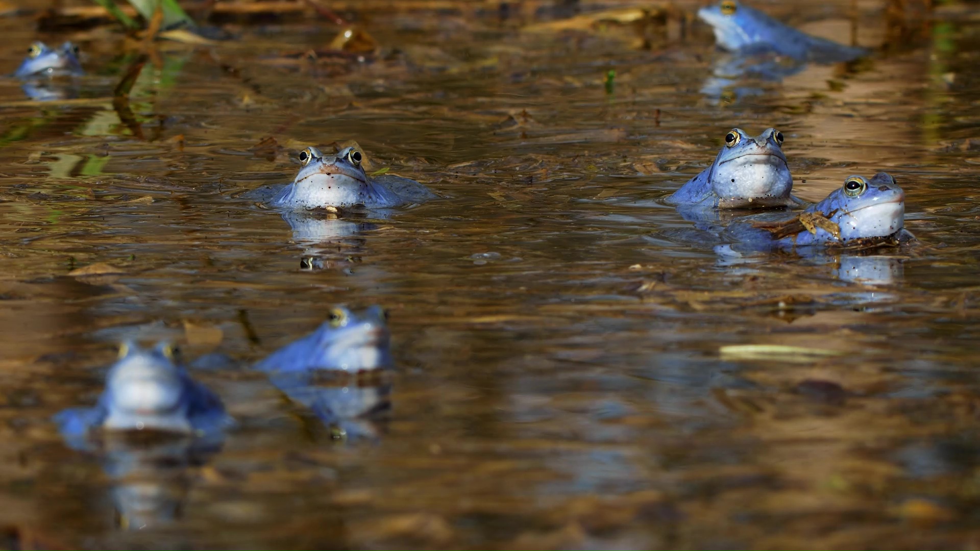 Ranas Moor Raras Aparecen Tranquilas En El Agua