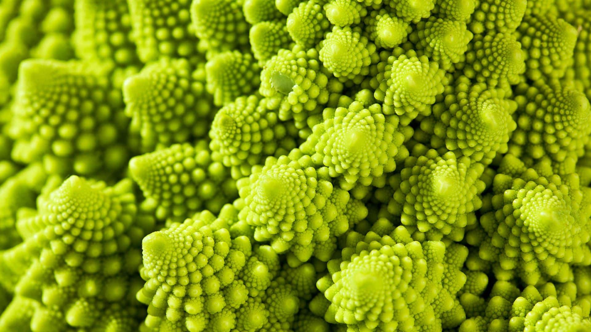 Natural structures built around fractal geometry