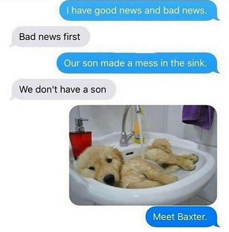 30 good boys and good girls of pupper memes this Thursday