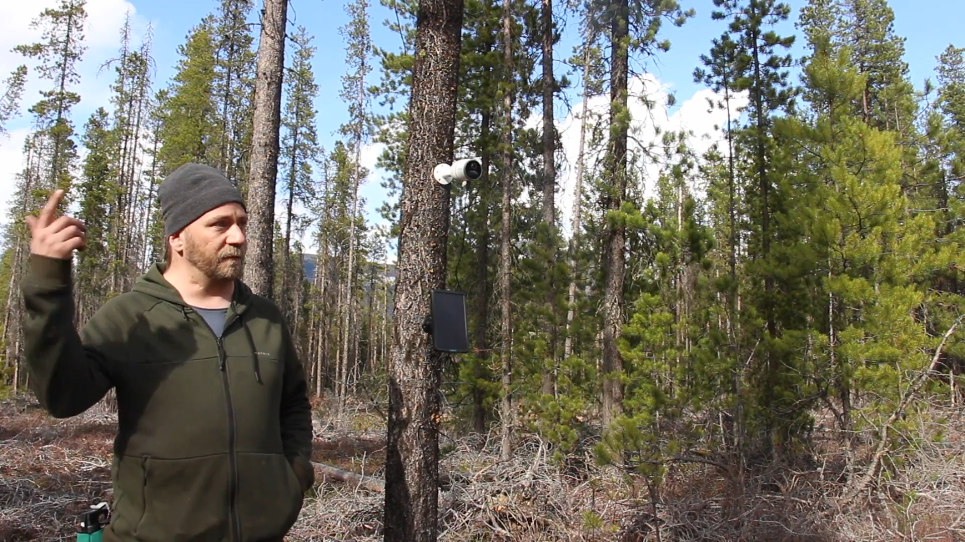Bear claw marks went all the way to the top of these trees