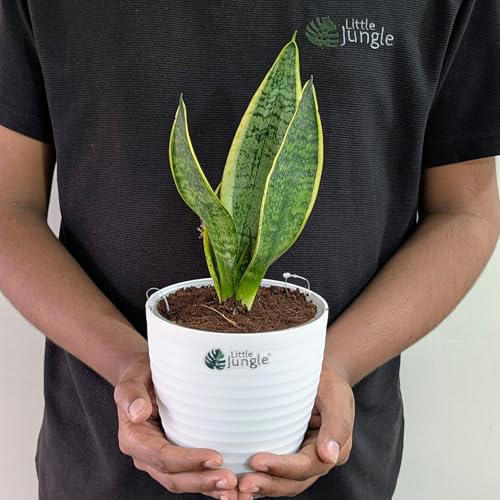 7 statement indoor plants to instantly elevate your living room