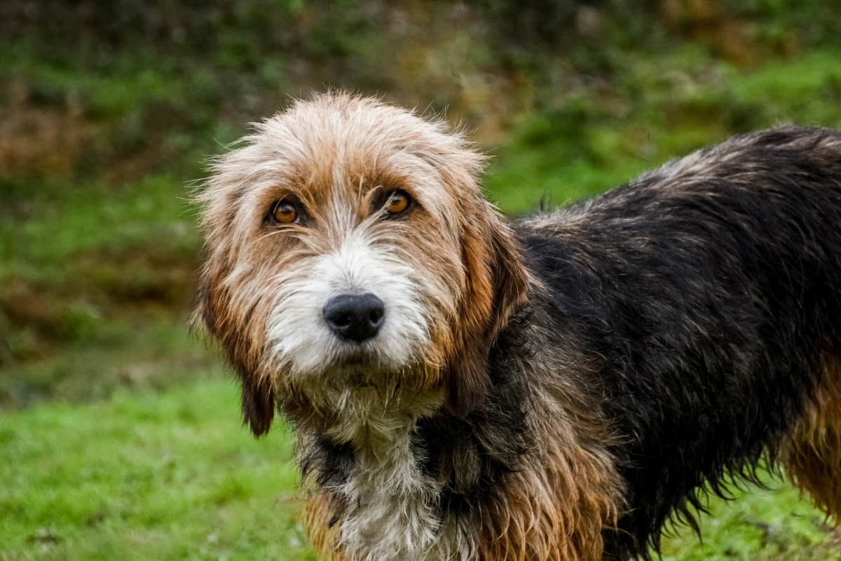 One of the world's rarest dog breeds looks just like a wise old fisherman