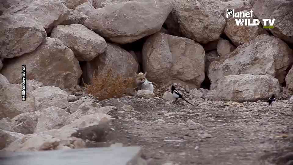 Domestic cat makes friends with wild fox