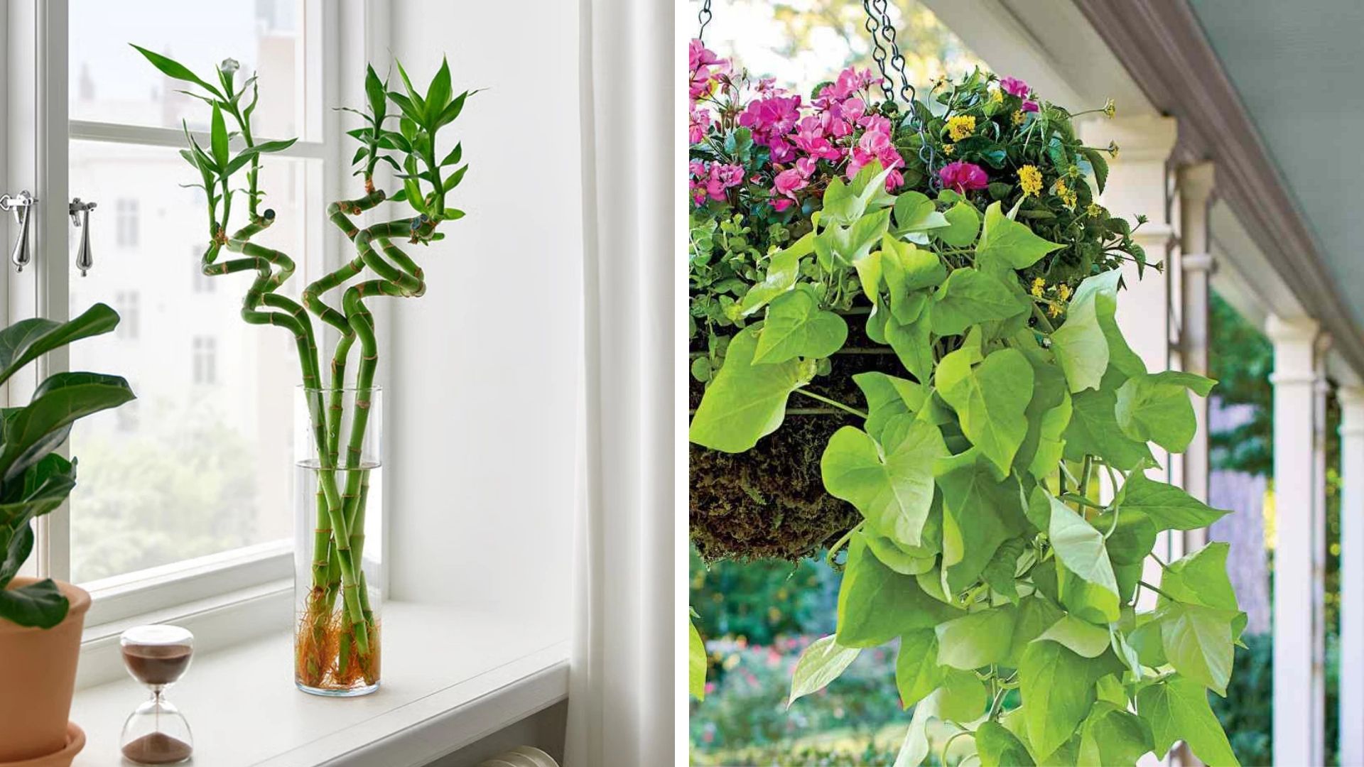 30 fast growing easy plants for beginners