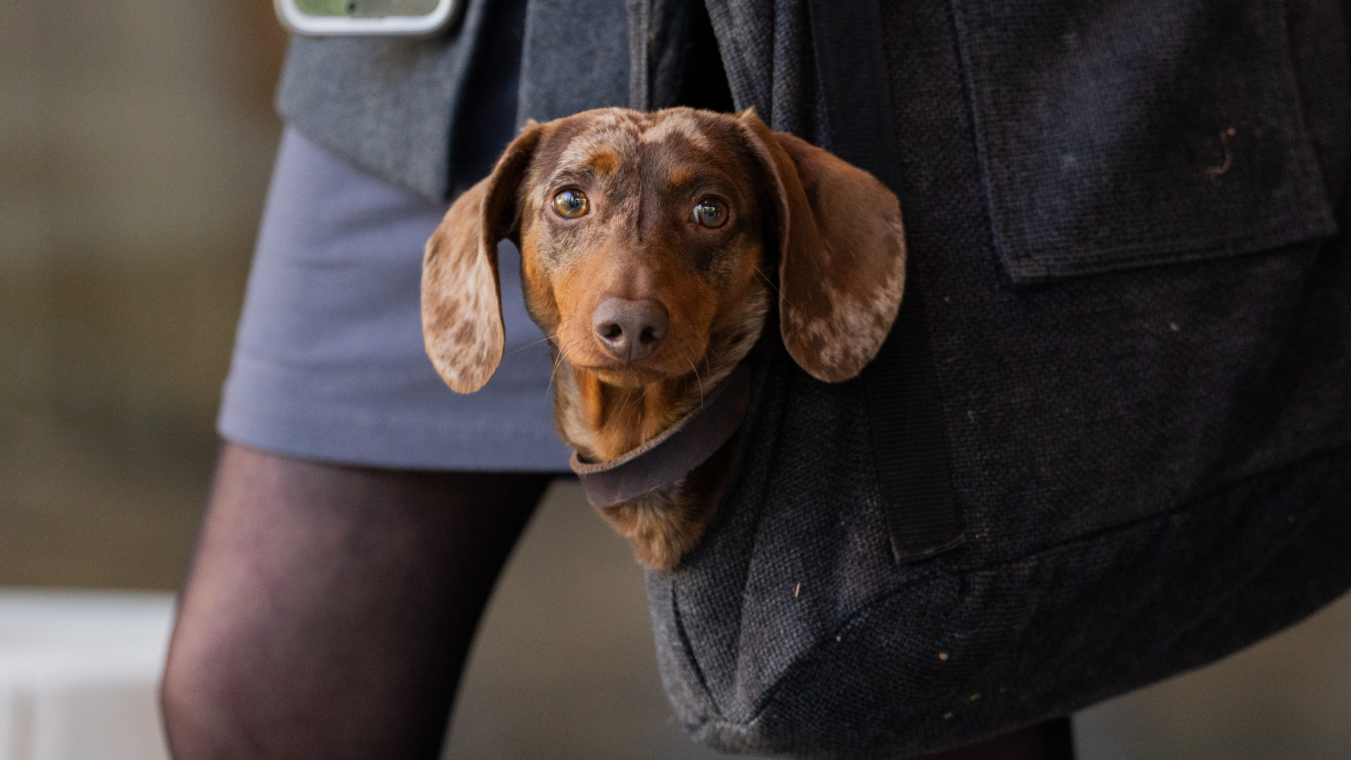 Countries with strict laws about pet ownership