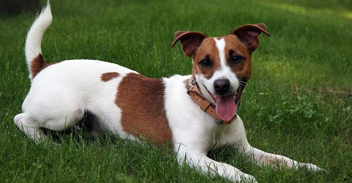 10 dog breeds that can turn your home upside down without training