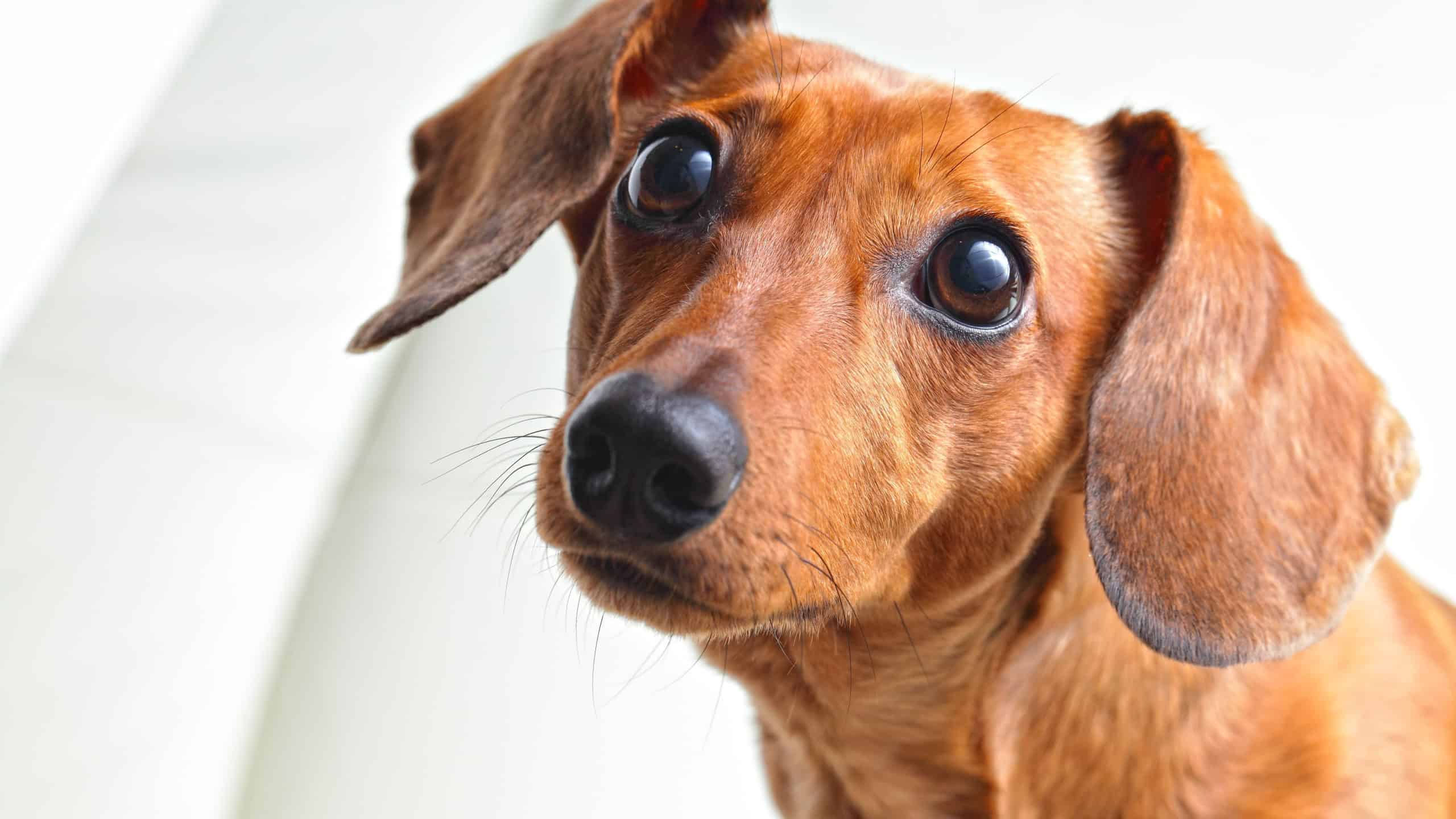 8 things dogs do when they sense something is wrong with you