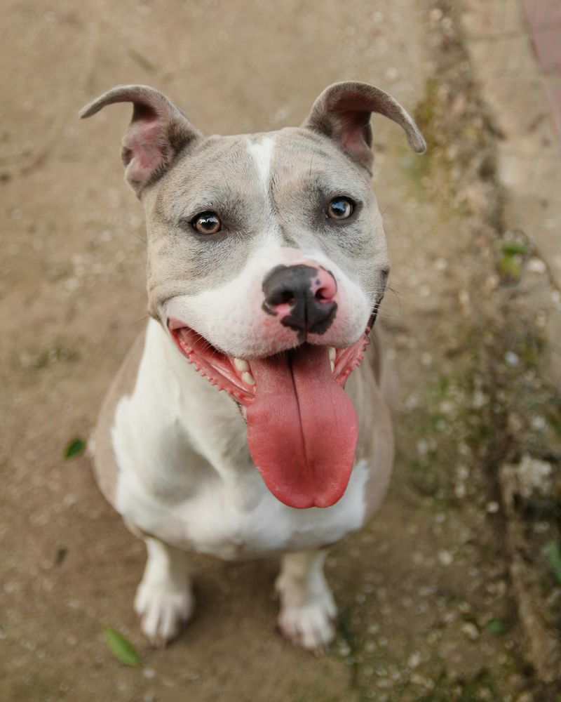 14 dogs that are too often left behind in shelters without a home