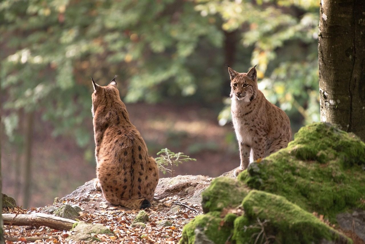 Hidden predators: Bobcat populations are surging in these US states