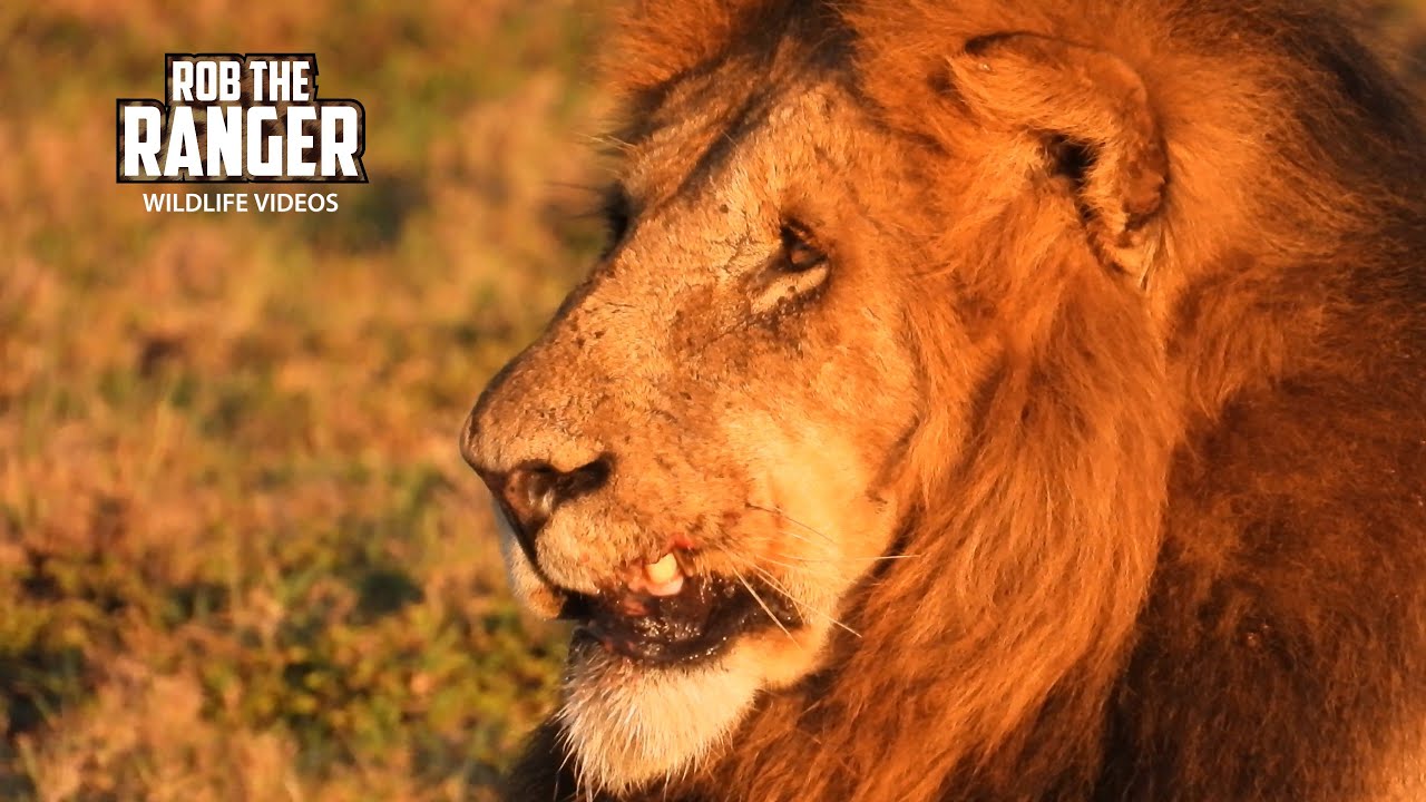A beautiful afternoon spent with a wild lion pride